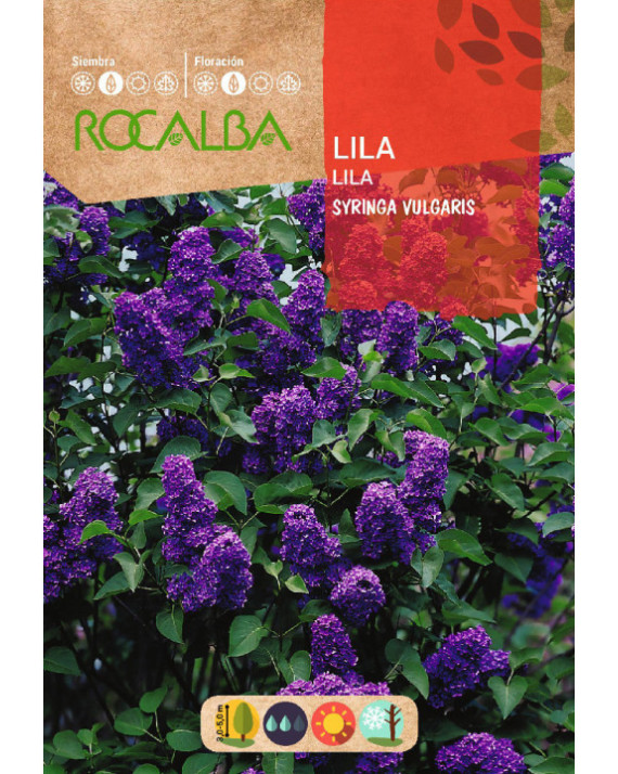 ROCA LILA SYRINGA VULGARIS FNAF6575